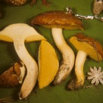 Suillus weaverae f/k/a granulatus (“Butterball”) | The Bolete Filter