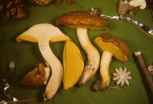 Suillus weaverae f/k/a granulatus (“Butterball”) | The Bolete Filter