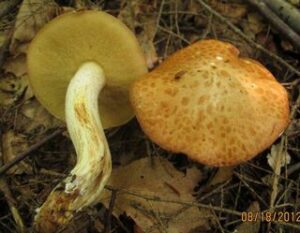 Suillus weaverae f/k/a granulatus (“Butterball”) | The Bolete Filter