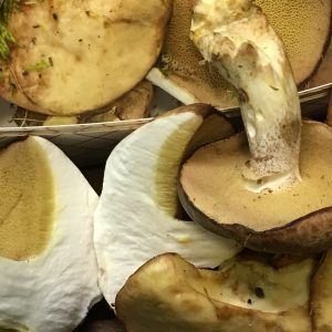Suillus weaverae f/k/a granulatus (“Butterball”) | The Bolete Filter