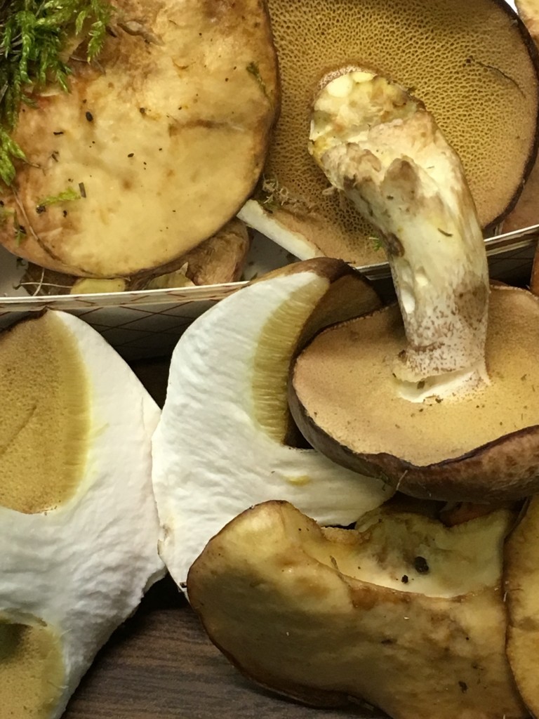 Suillus weaverae f/k/a granulatus (“Butterball”) | The Bolete Filter