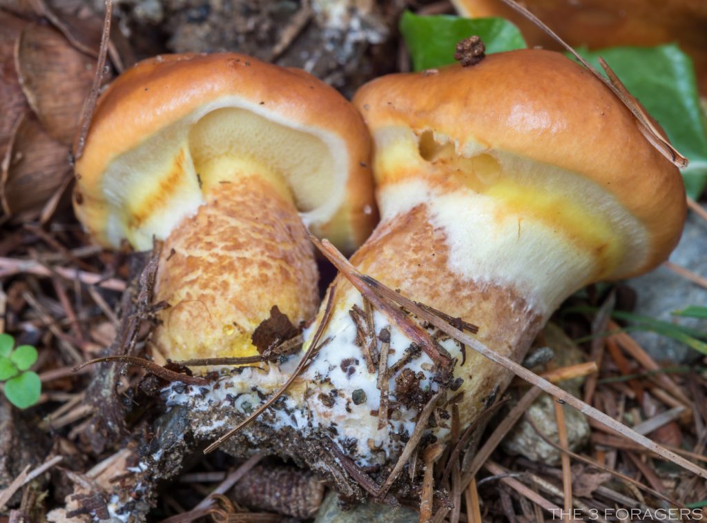 Suillus clintonianus (“Larch Suillus”) | The Bolete Filter