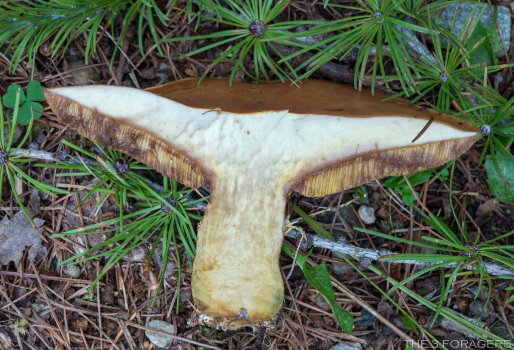 Suillus clintonianus (“Larch Suillus”) | The Bolete Filter
