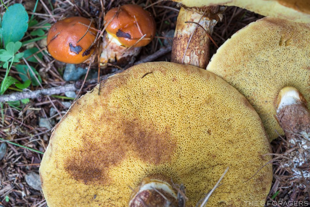 Suillus clintonianus (“Larch Suillus”) | The Bolete Filter