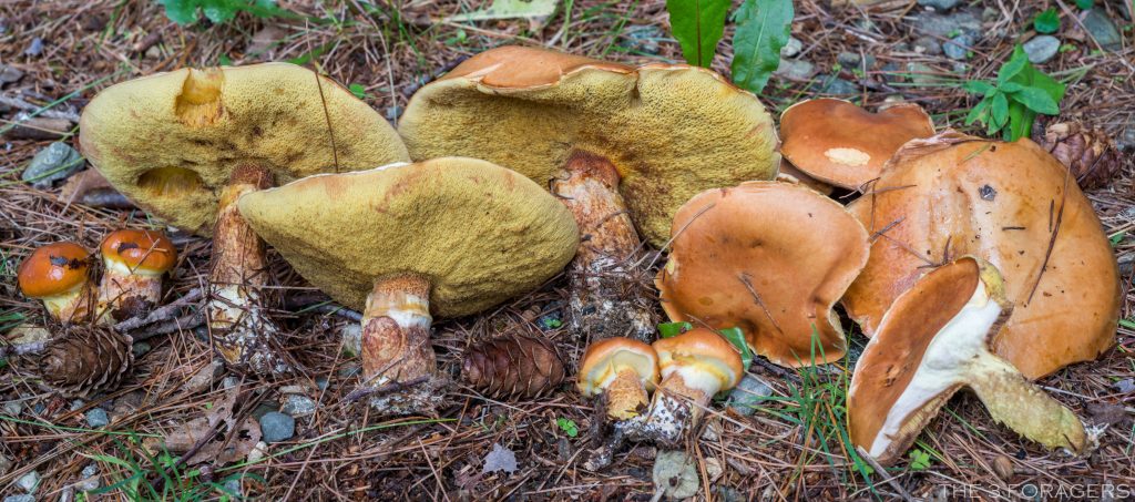 Suillus clintonianus (“Larch Suillus”) | The Bolete Filter