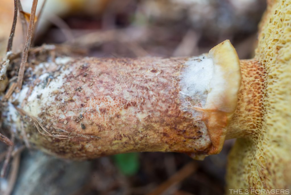 Suillus clintonianus (“Larch Suillus”) | The Bolete Filter