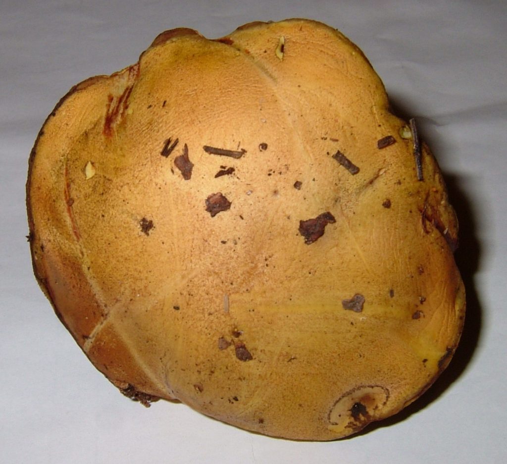 Suillus hirtellus | The Bolete Filter