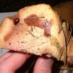Suillus hirtellus | The Bolete Filter