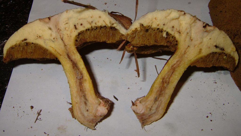 Suillus hirtellus | The Bolete Filter