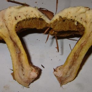 Suillus hirtellus | The Bolete Filter