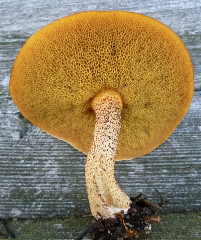 Suillus hirtellus | The Bolete Filter