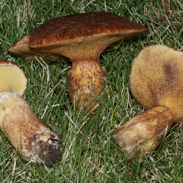 Suillus lakei (“Western Painted Suillus”) | The Bolete Filter