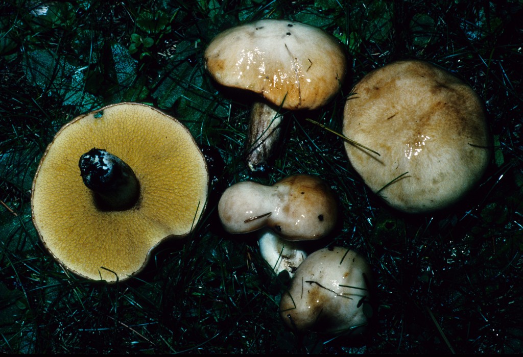 Suillus glandulosipes (“White-stemmed Bolete”) | The Bolete Filter