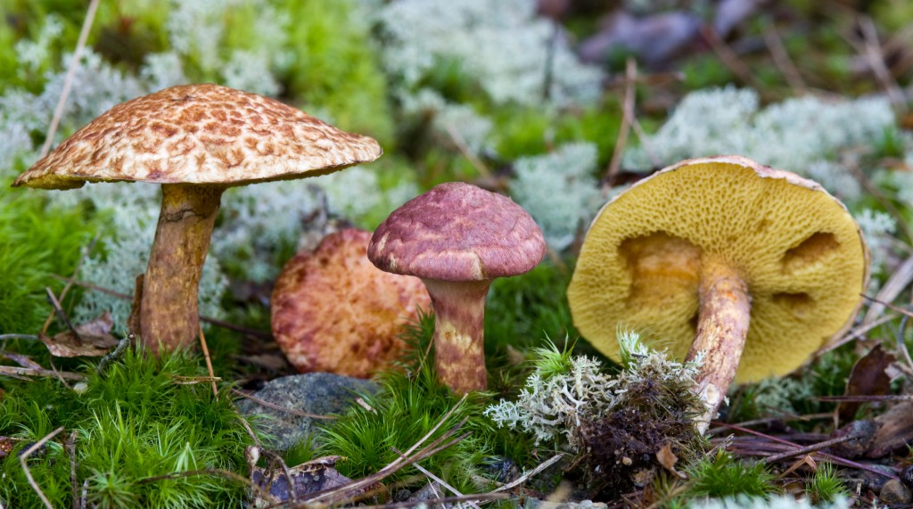 Suillus spraguei (“Painted Suillus”) | The Bolete Filter