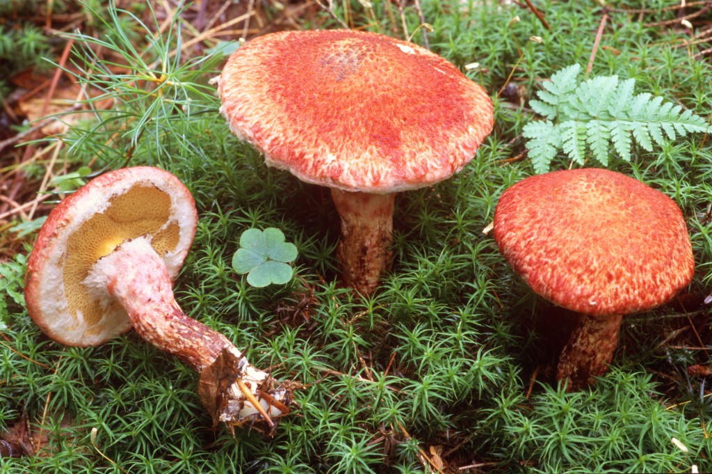 Suillus spraguei (“Painted Suillus”) | The Bolete Filter