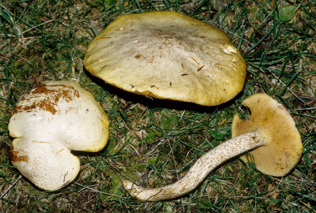 Suillus placidus (“White Suillus”) | The Bolete Filter