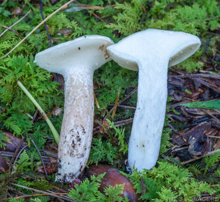 Suillus placidus (“White Suillus”) | The Bolete Filter