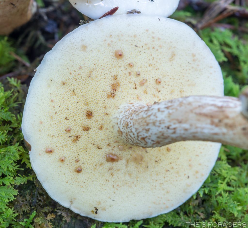 Suillus placidus (“White Suillus”) | The Bolete Filter