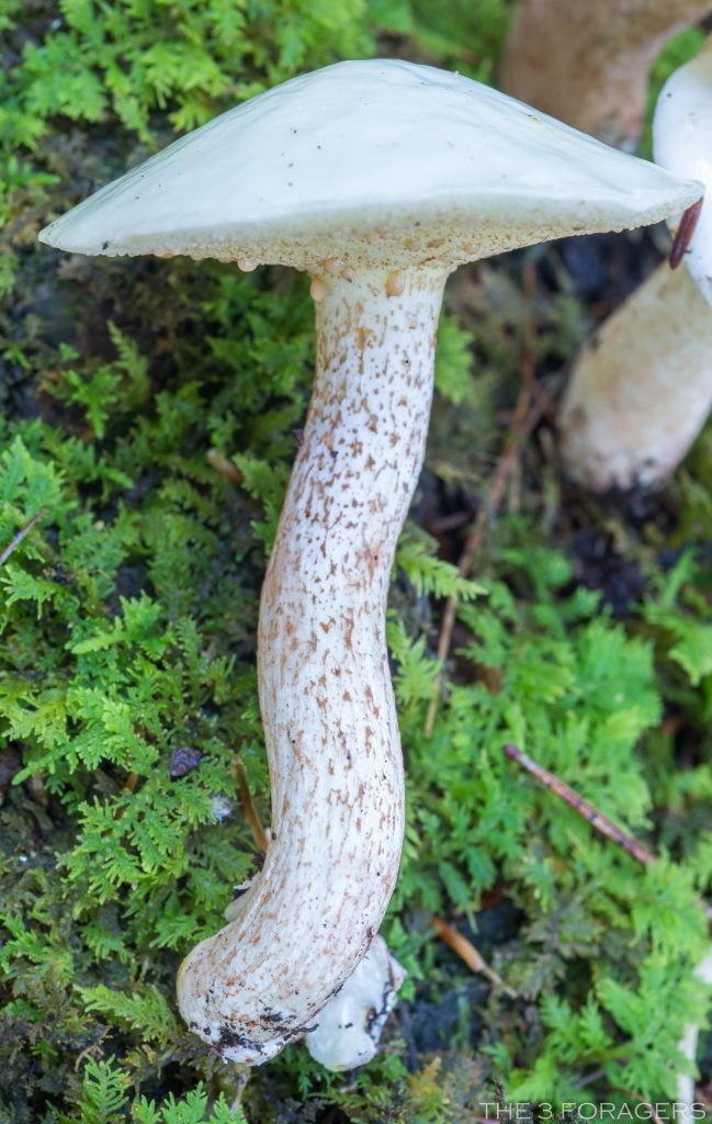 Suillus placidus (“White Suillus”) | The Bolete Filter