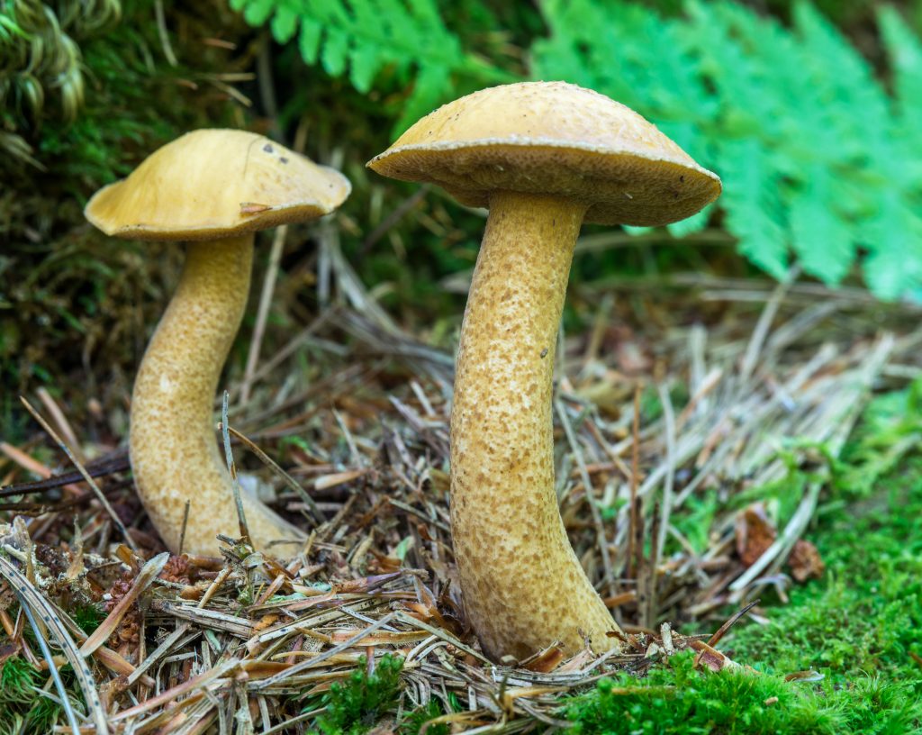 Suillus punctipes | The Bolete Filter