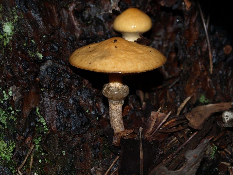 Suillus salmonicolor (“Slippery Jill”) | The Bolete Filter