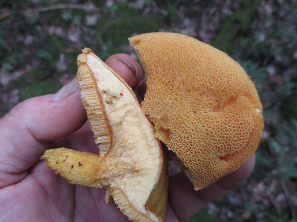 Suillus subaureus | The Bolete Filter