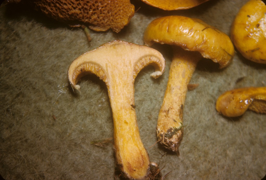 Suillus subaureus | The Bolete Filter