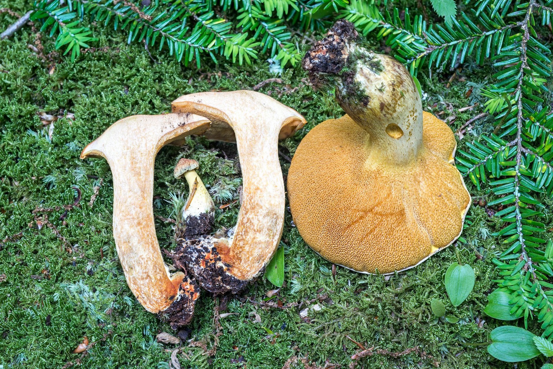 Suillus subaureus | The Bolete Filter