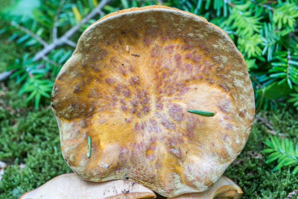 Suillus subaureus | The Bolete Filter