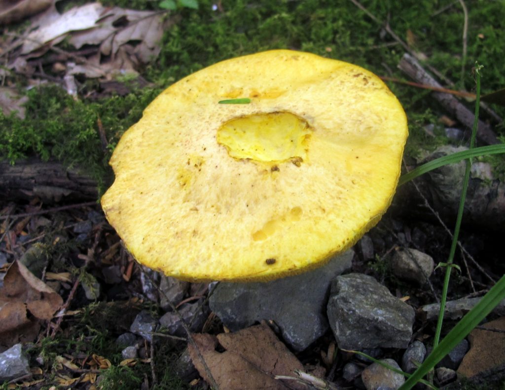 Suillus subaureus | The Bolete Filter