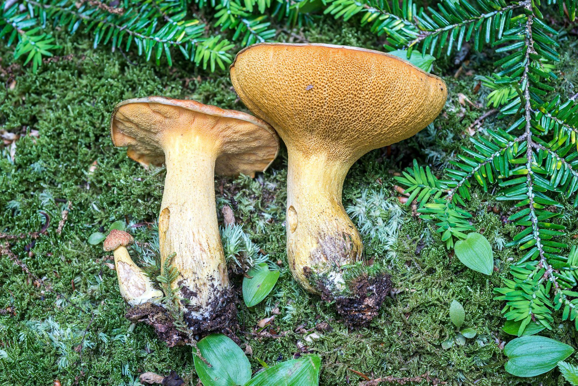 Suillus subaureus | The Bolete Filter