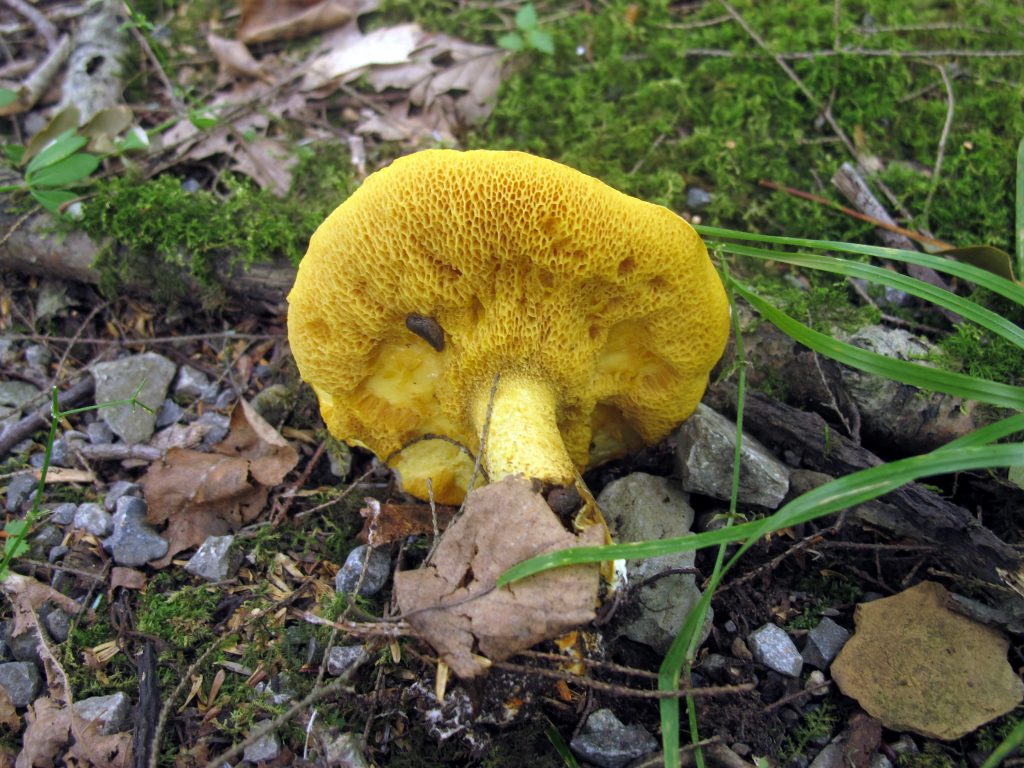 Suillus subaureus | The Bolete Filter