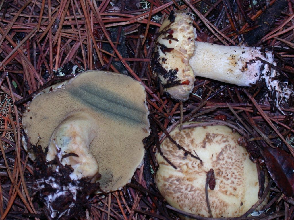 Suillus tomentosus (“Blue-Staining Slippery Jack”) | The Bolete Filter