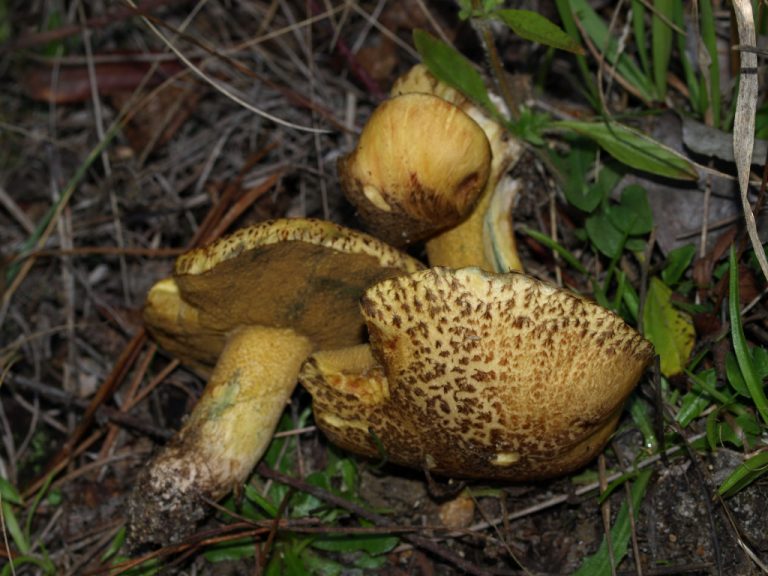 Suillus tomentosus (“Blue-Staining Slippery Jack”) | The Bolete Filter