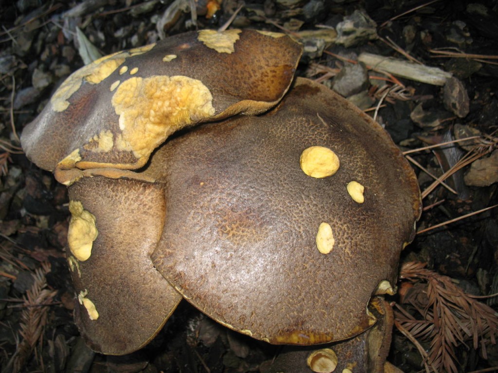 Suillus tomentosus (“Blue-Staining Slippery Jack”) | The Bolete Filter