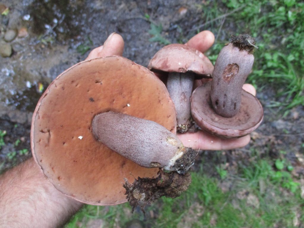 Sutorius eximius (“Lilac Brown Bolete”) | The Bolete Filter