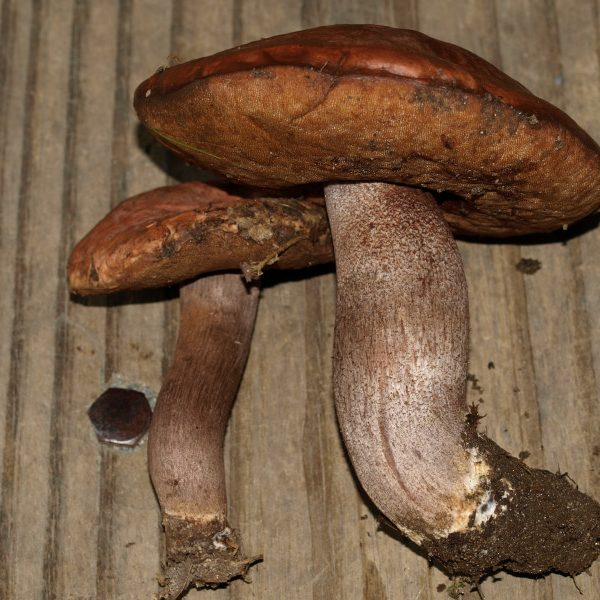 Sutorius eximius (“Lilac Brown Bolete”) | The Bolete Filter