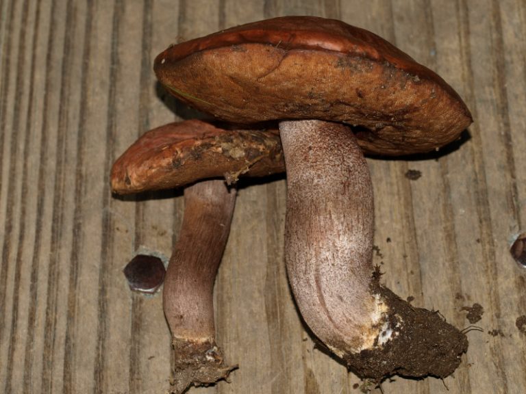 Sutorius eximius (“Lilac Brown Bolete”) | The Bolete Filter