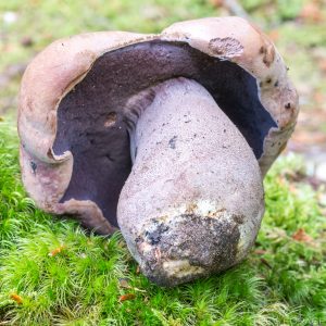 Sutorius eximius (“Lilac Brown Bolete”) | The Bolete Filter