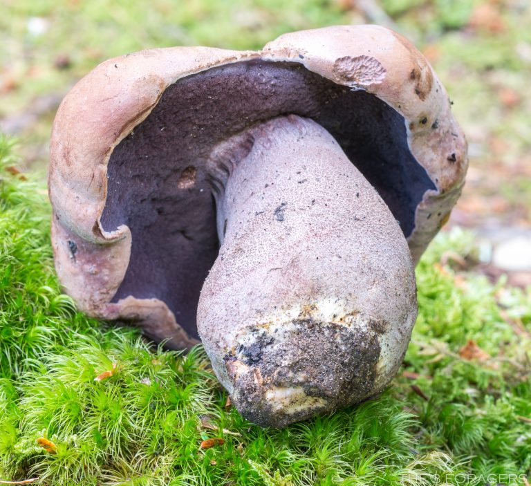 Sutorius eximius (“Lilac Brown Bolete”) | The Bolete Filter