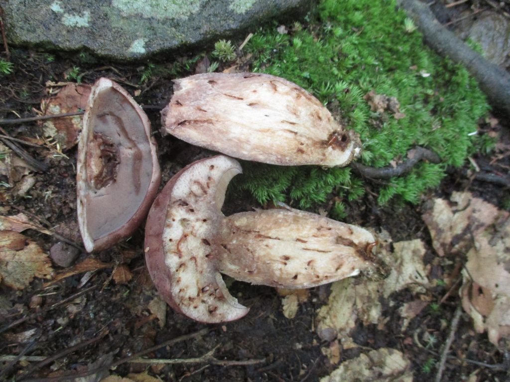 Sutorius eximius (“Lilac Brown Bolete”) | The Bolete Filter