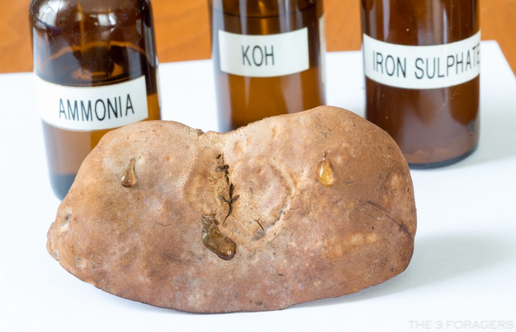 Sutorius eximius (“Lilac Brown Bolete”) | The Bolete Filter