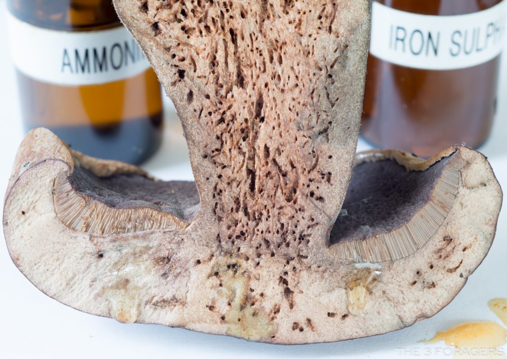 Sutorius eximius (“Lilac Brown Bolete”) | The Bolete Filter