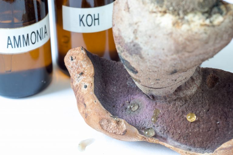 Sutorius eximius (“Lilac Brown Bolete”) | The Bolete Filter