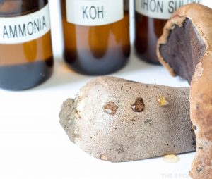 Sutorius eximius (“Lilac Brown Bolete”) | The Bolete Filter