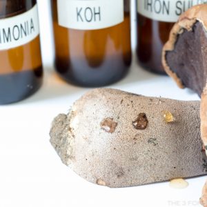 Sutorius eximius (“Lilac Brown Bolete”) | The Bolete Filter