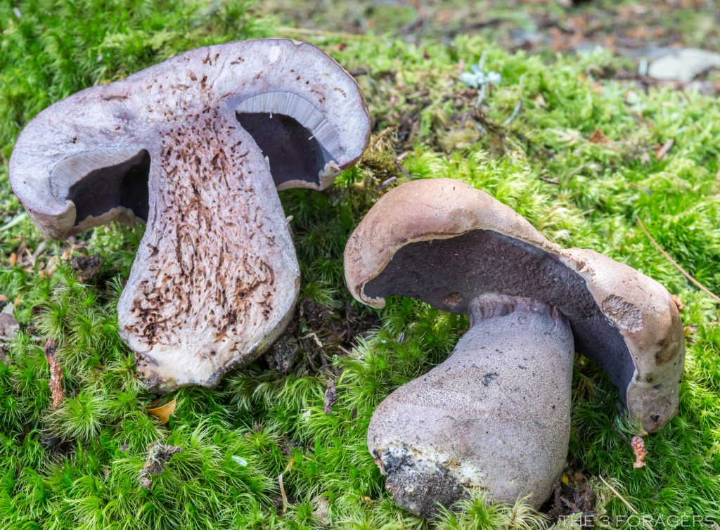 Sutorius eximius (“Lilac Brown Bolete”) | The Bolete Filter