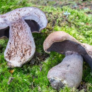 Sutorius eximius (“Lilac Brown Bolete”) | The Bolete Filter