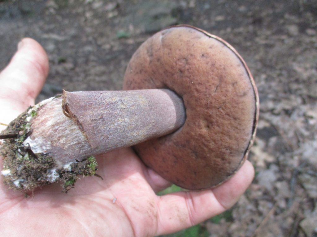 Sutorius eximius (“Lilac Brown Bolete”) | The Bolete Filter