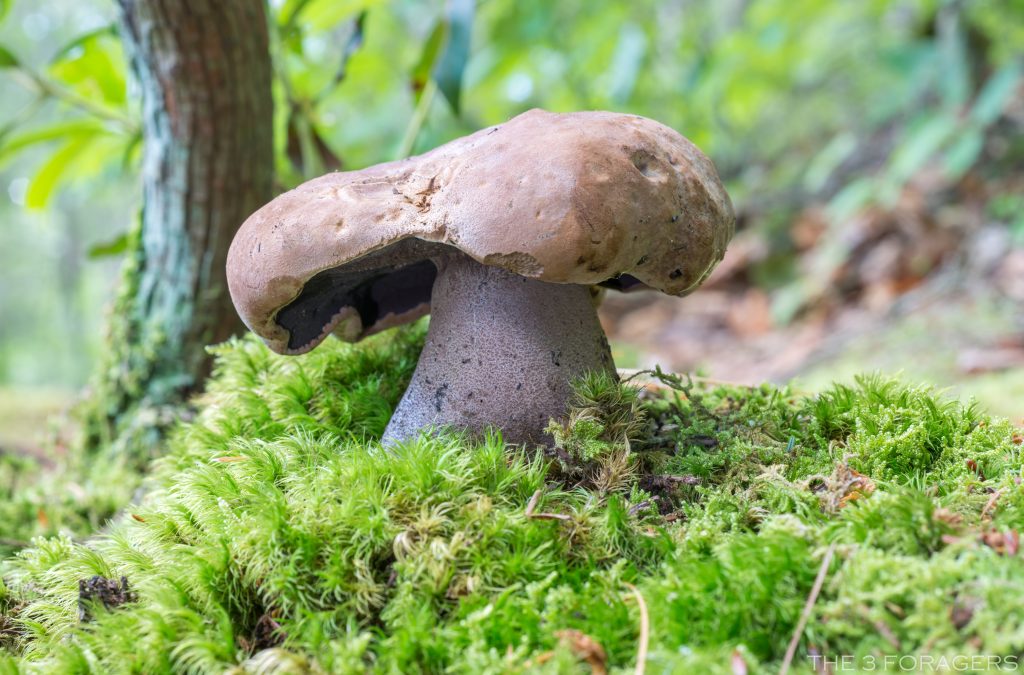 Sutorius eximius (“Lilac Brown Bolete”) | The Bolete Filter